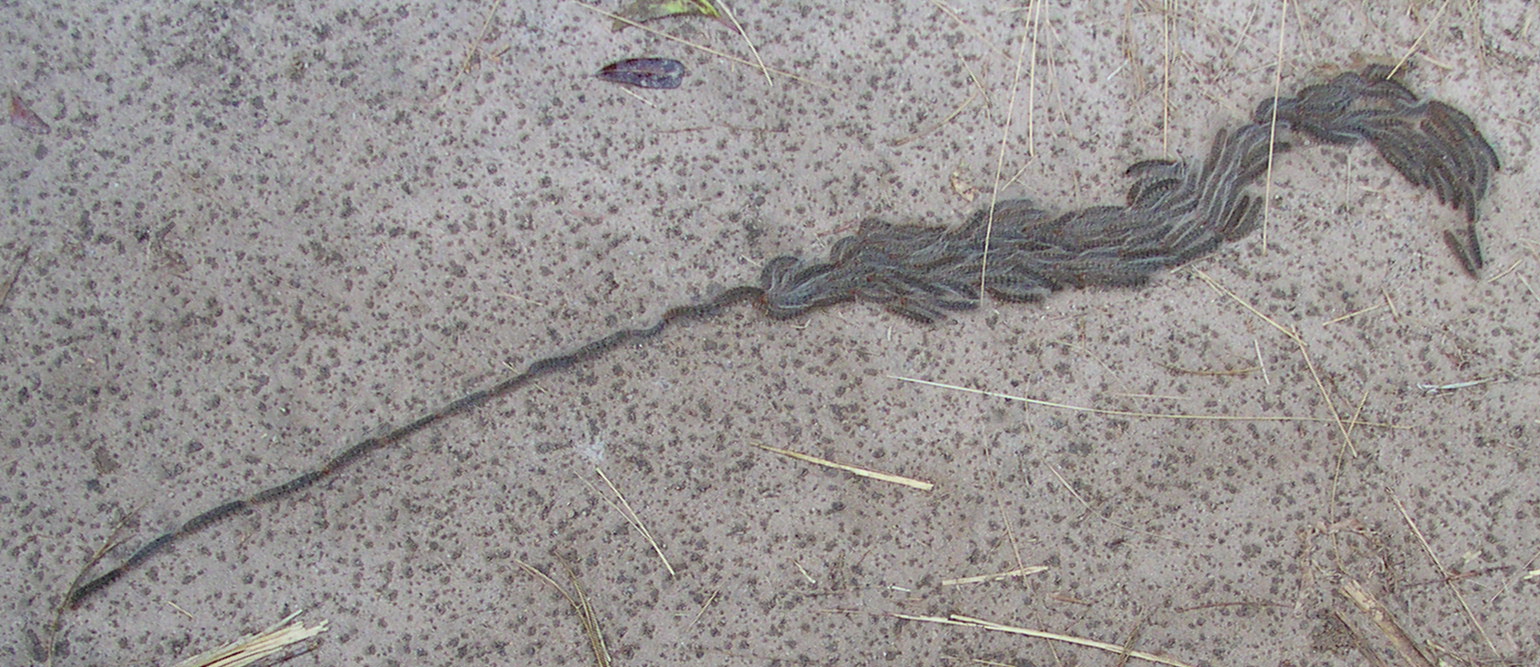 Troublesome Processionary Caterpillars: Everything You Need to Know ...