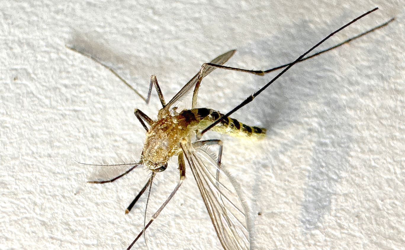 Biting Insects In Spain To Watch Out For - Dave In Spain