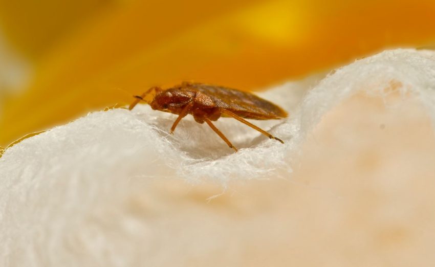 Biting Insects In Spain To Watch Out For - Dave In Spain