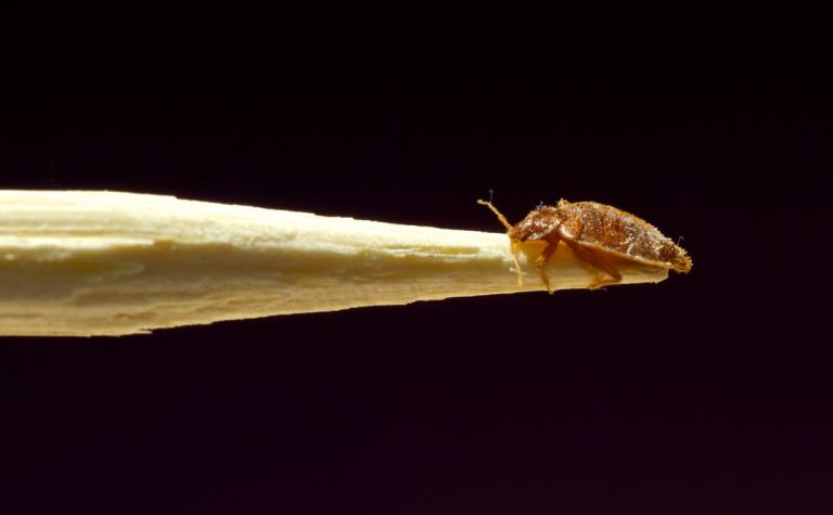 Biting Insects In Spain To Watch Out For - Dave In Spain