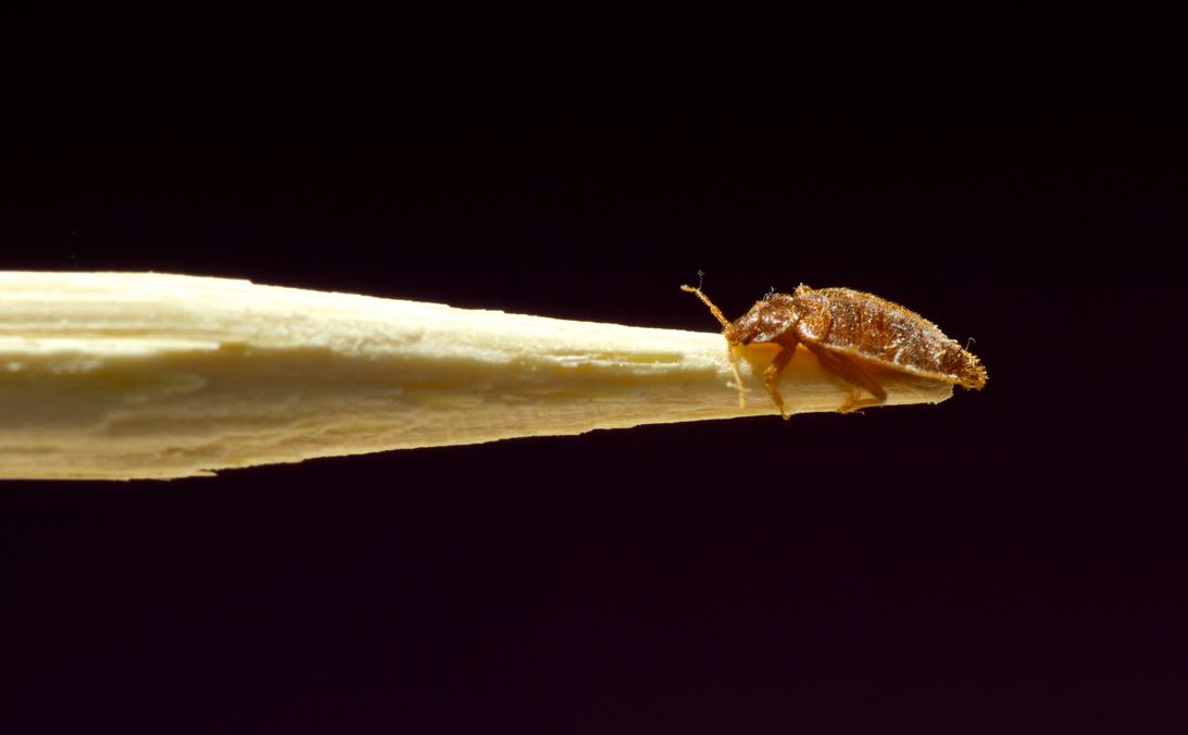 Biting Insects In Spain To Watch Out For - Dave In Spain