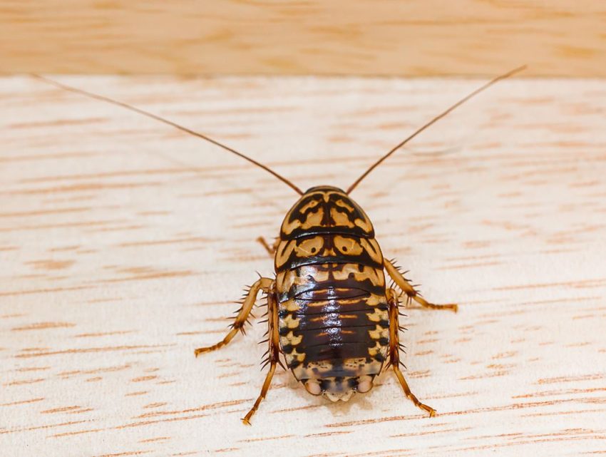Unwelcome Guests: Cockroaches In Spain - Dave In Spain