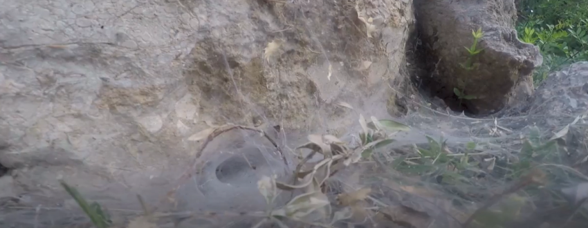 All About The Spanish Funnel Web Spider - Dave In Spain