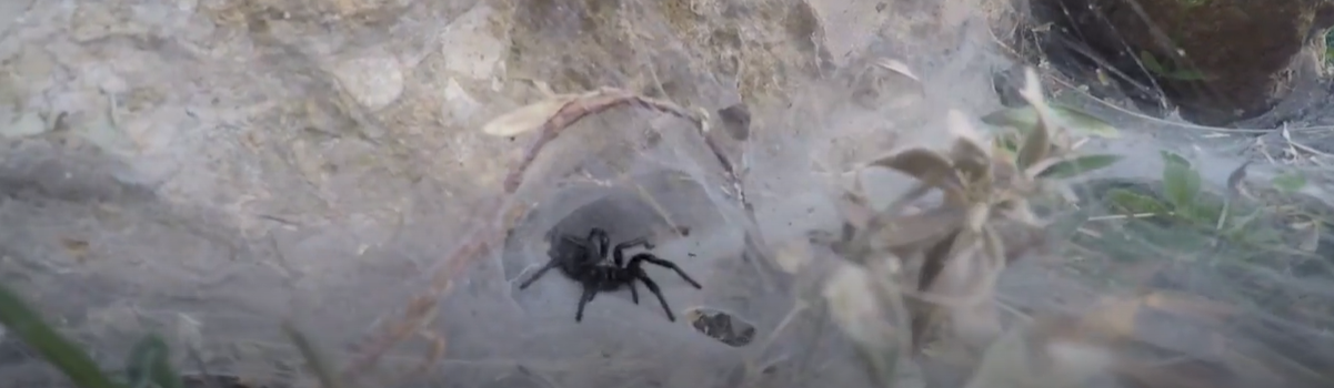 All About The Spanish Funnel Web Spider - Dave In Spain