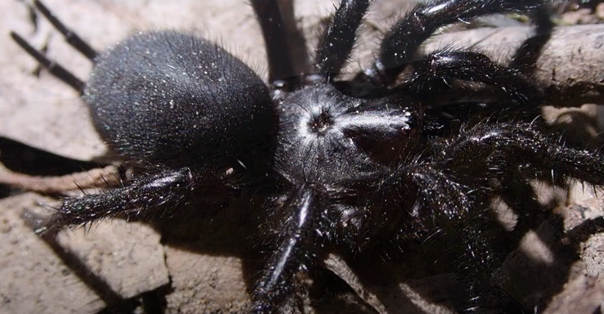 All About The Spanish Funnel Web Spider - Dave In Spain