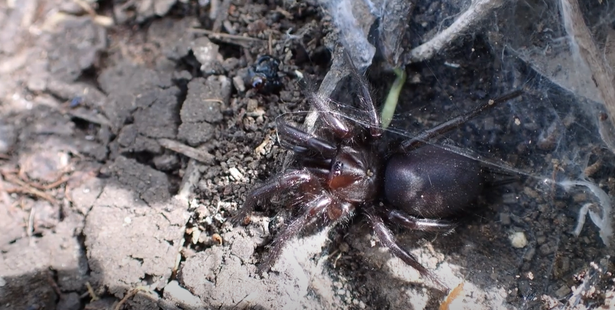 All About The Spanish Funnel Web Spider - Dave In Spain