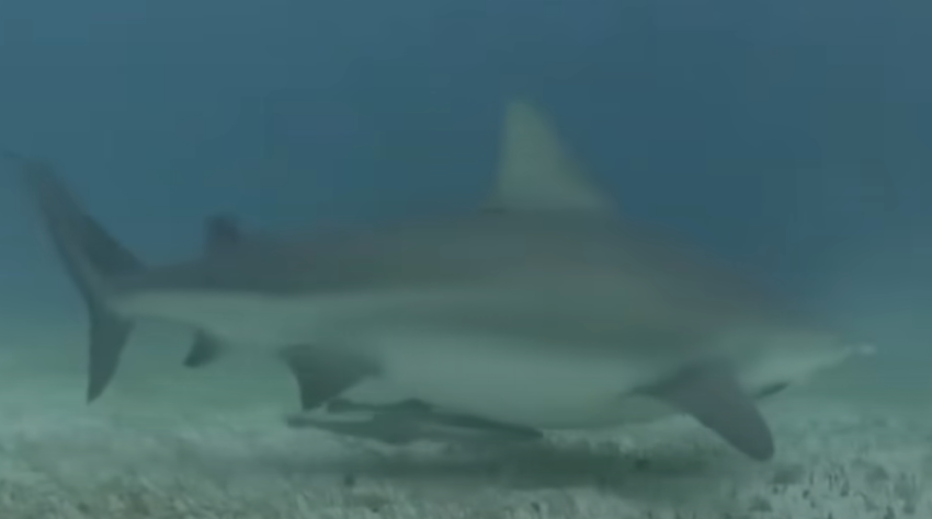 Are There Sharks In Spain? - Dave In Spain
